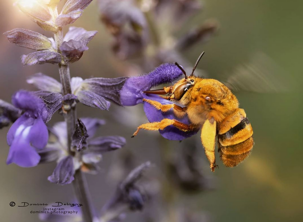 Bee Feature : Teddy Bear Bee – Bees Please MBD